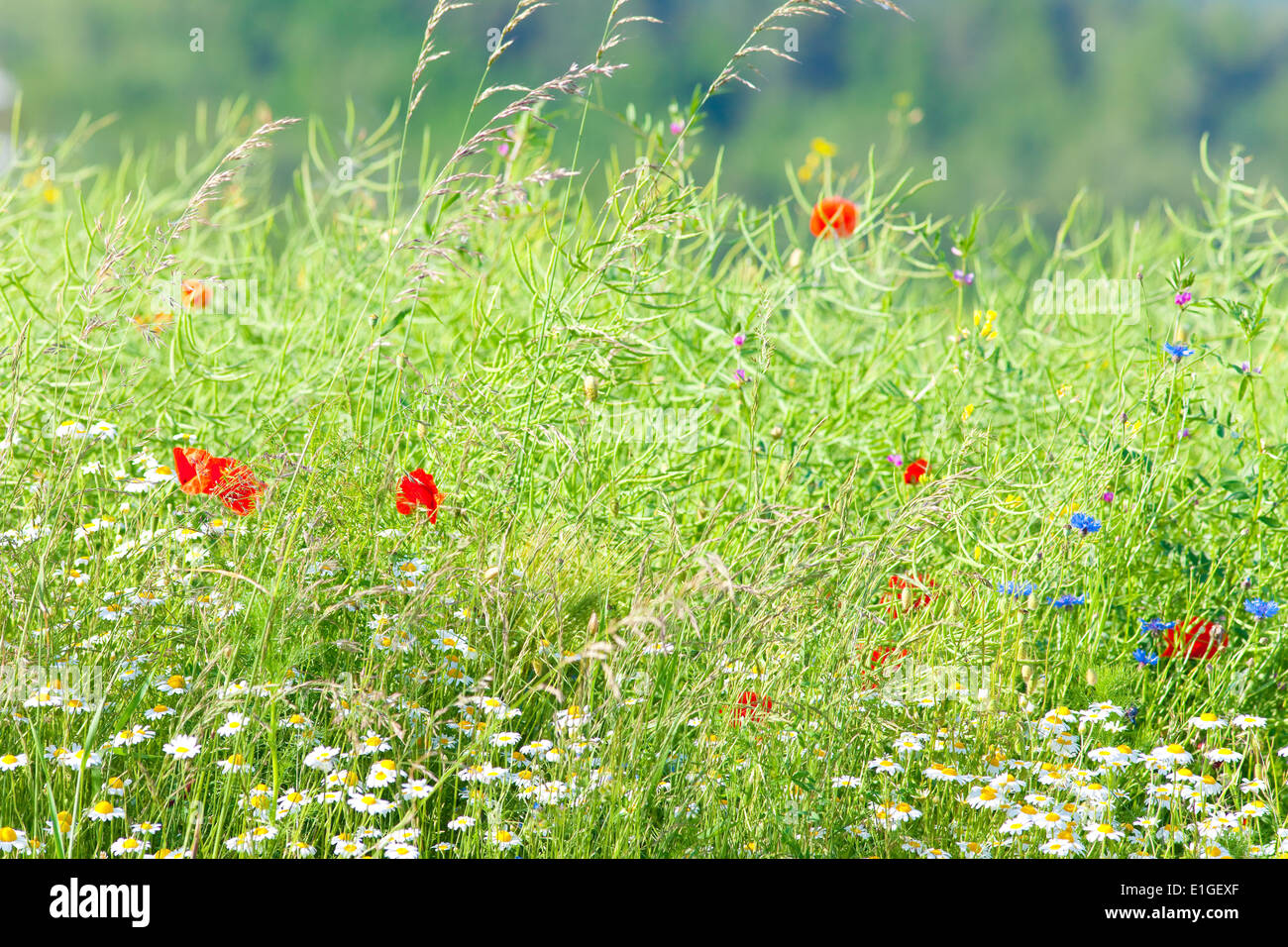 Red poppy spring meadow hi-res stock photography and images - Alamy