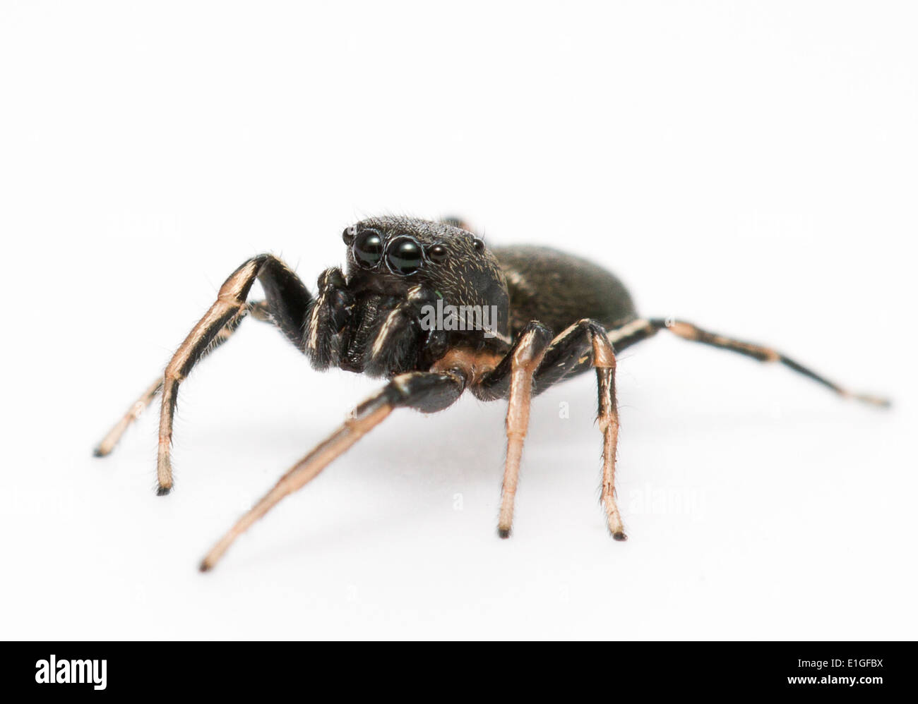 Cupreus hi-res stock photography and images - Alamy