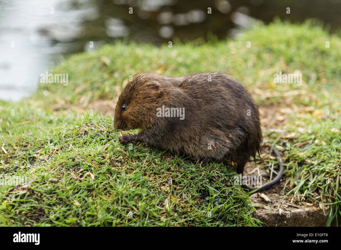 Baby Water Vole High Resolution Stock Photography and Images - Alamy