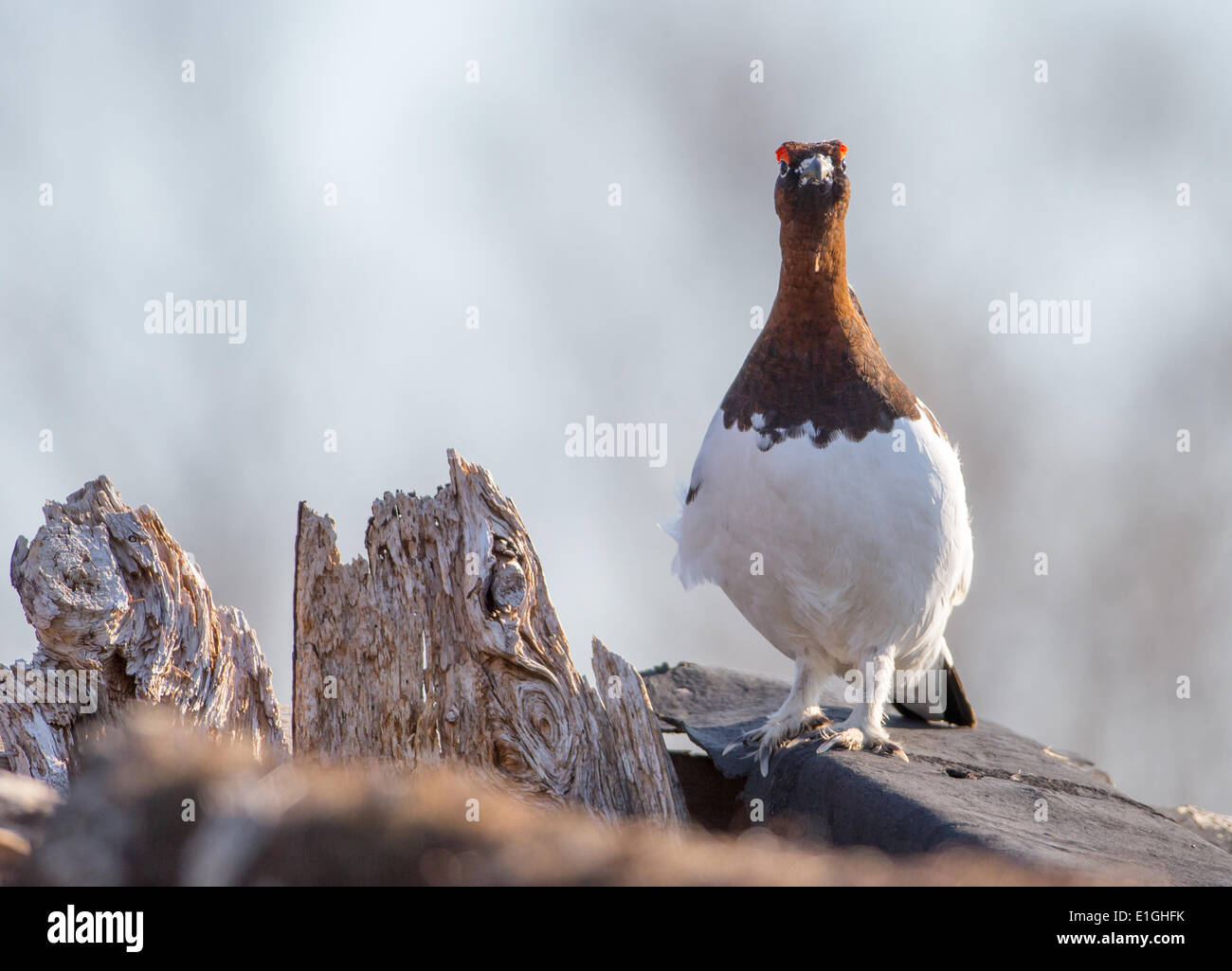 Red Grouse Male, Lagopus Lagopus Stock Photo - Alamy