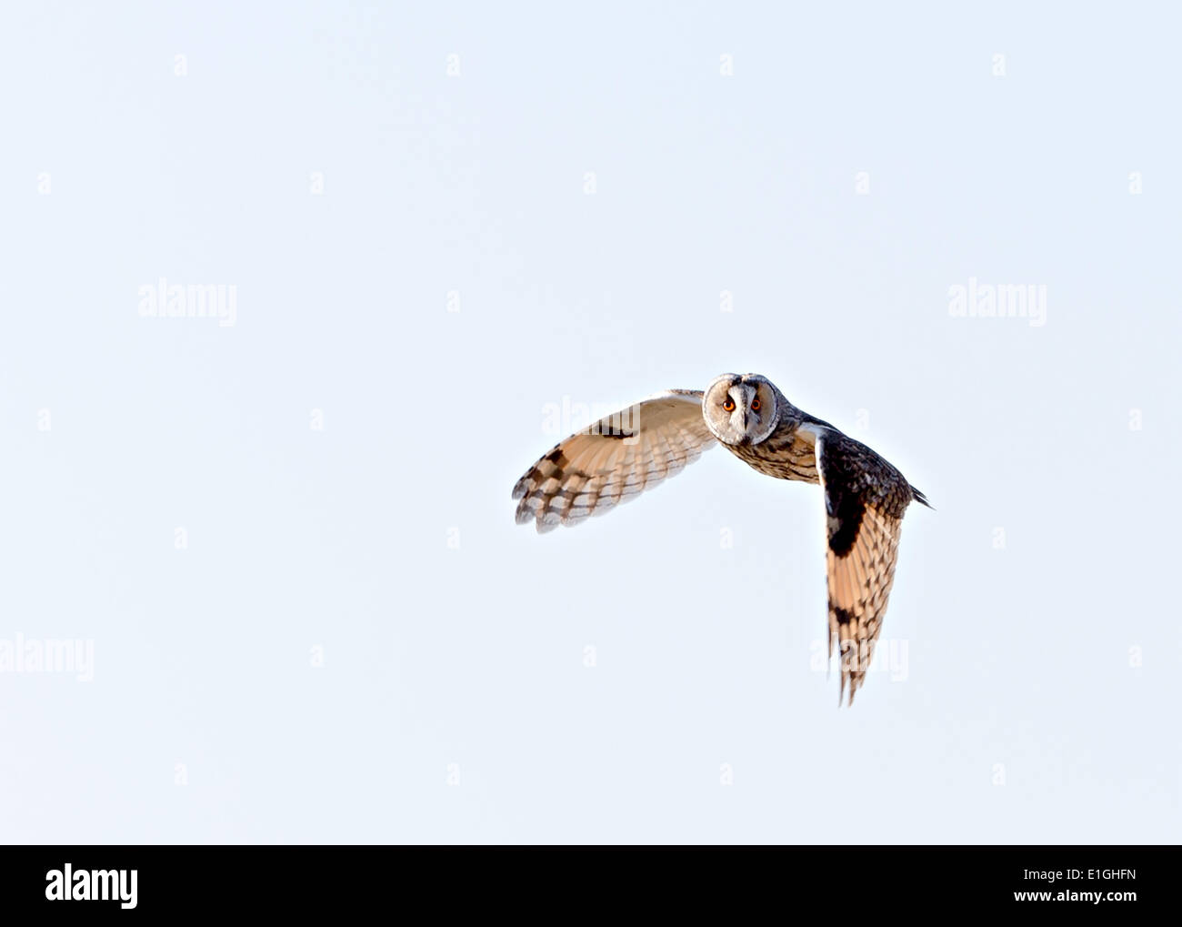 Long Eared Owl In Flight, Asio Otus Stock Photo - Alamy