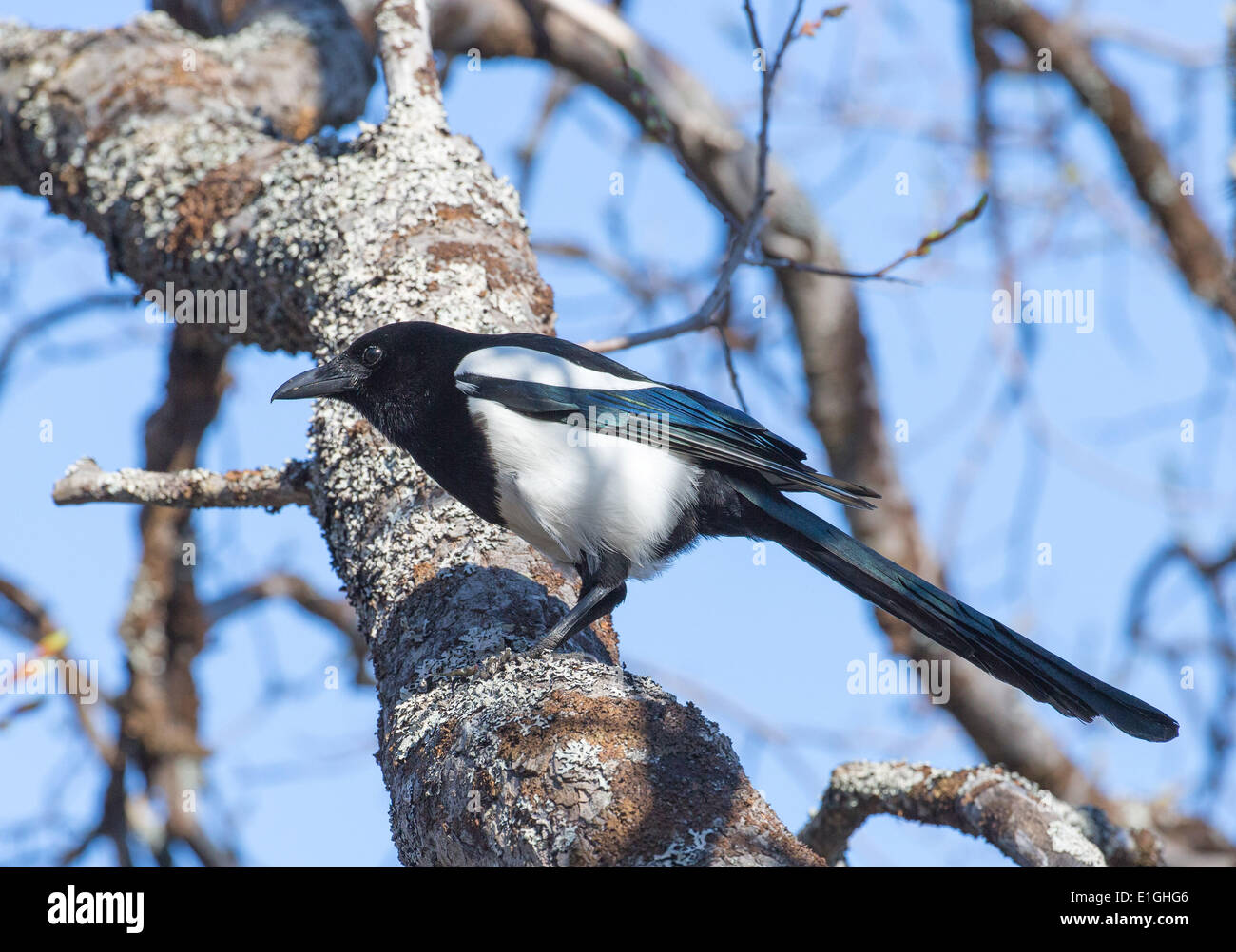 Magpie, Pica Pica Stock Photo - Alamy