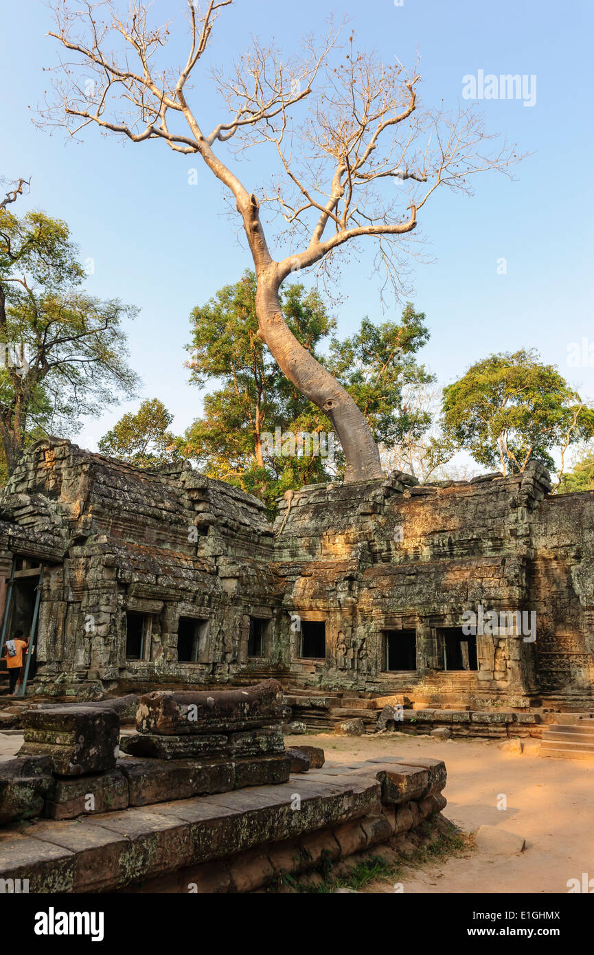 Ta Prohm temple Stock Photo - Alamy
