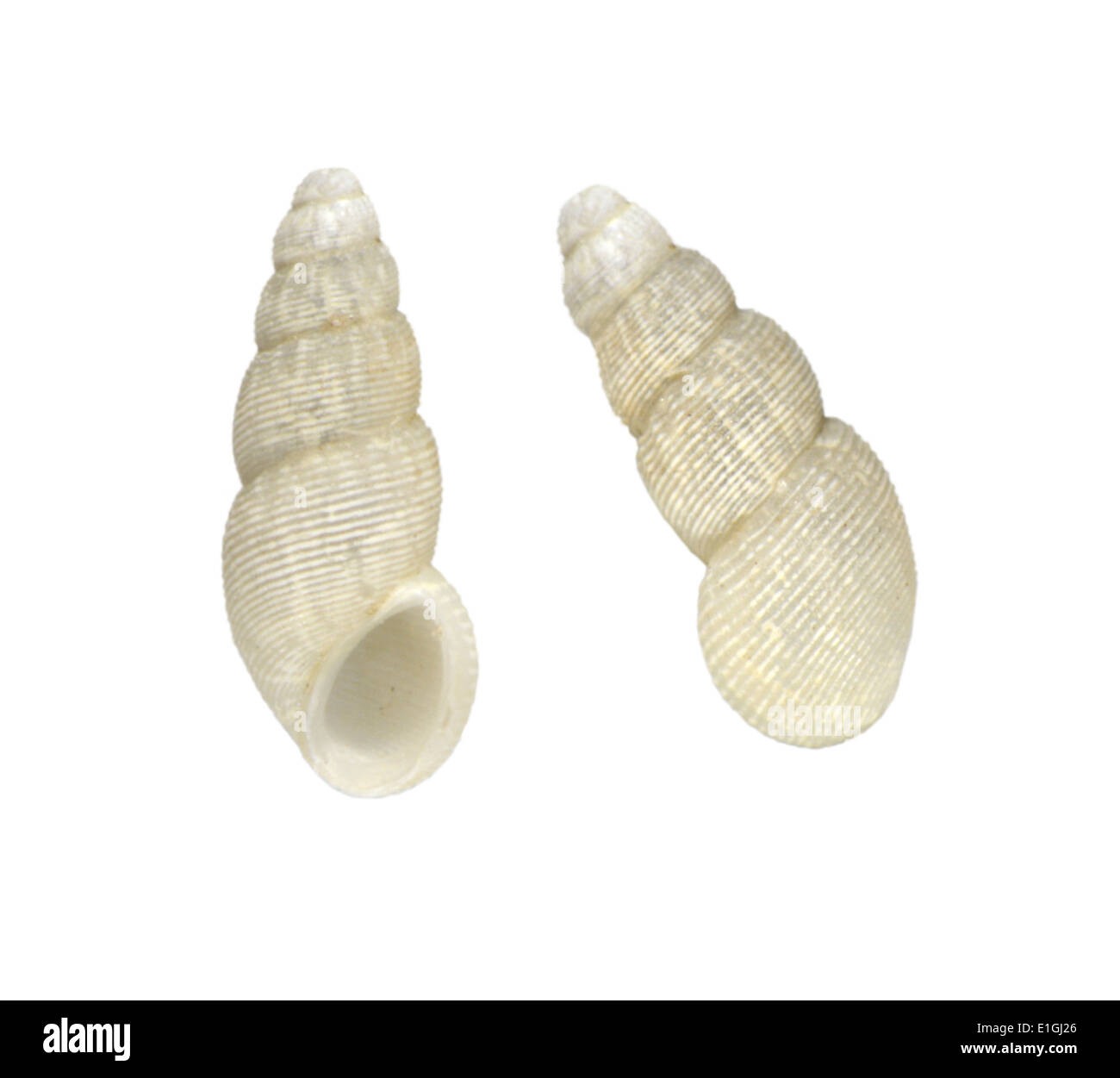 Onoba semicostata - Onoba semicostata Stock Photo - Alamy