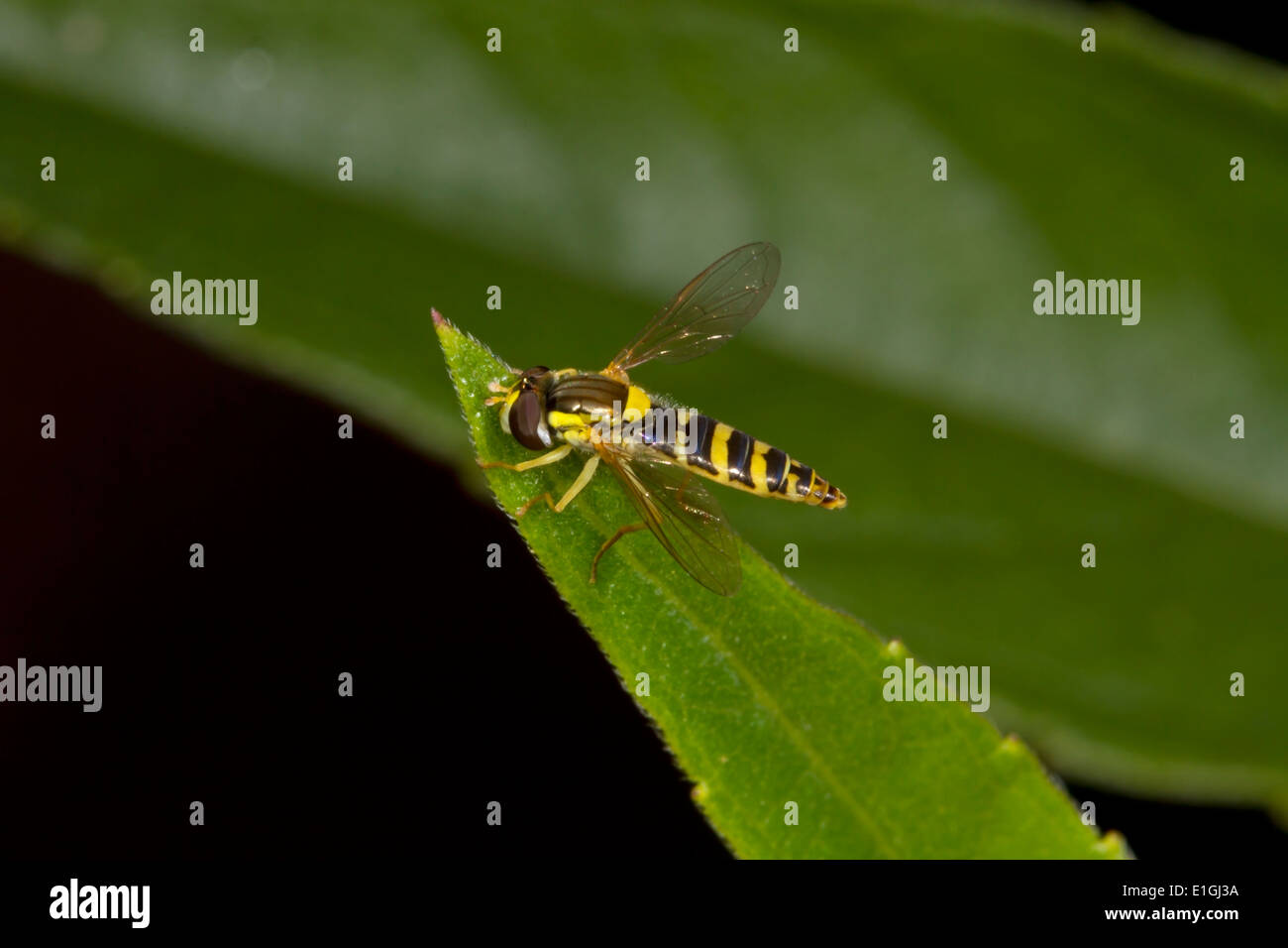 Female flies hi-res stock photography and images - Alamy