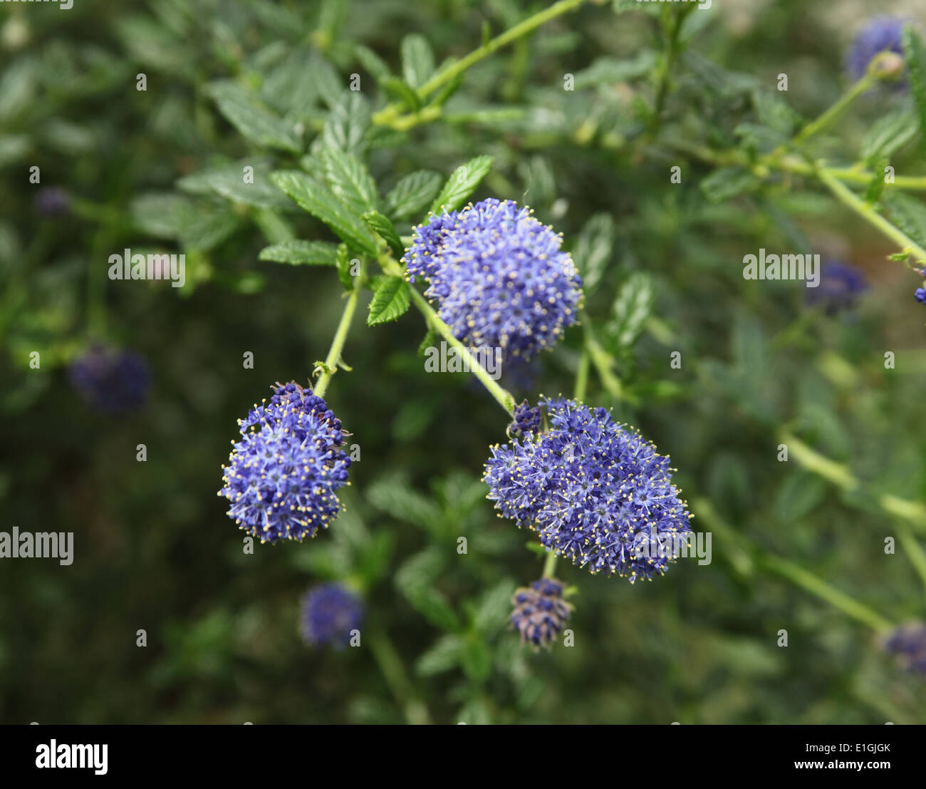 Ceanothus concha flower hi-res stock photography and images - Alamy