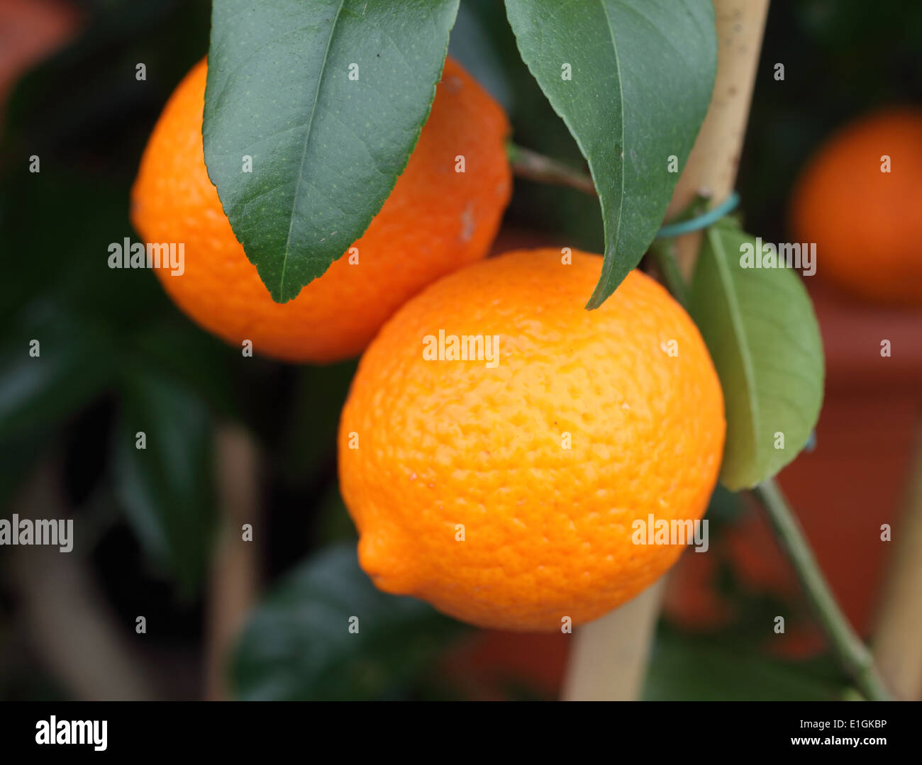 Citrus Fruit Close Up