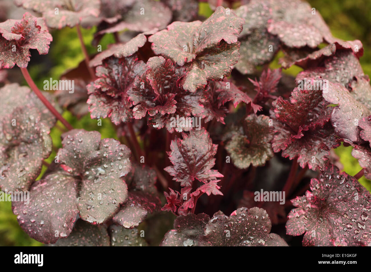 Midnight rose hi-res stock photography and images - Alamy