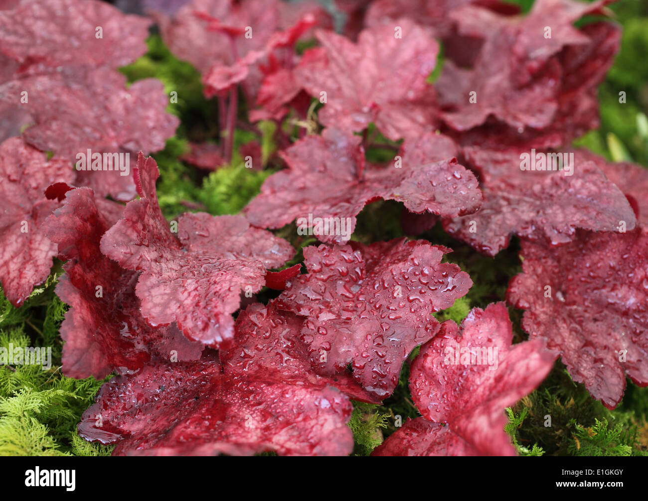 Heucherella Redstone Falls