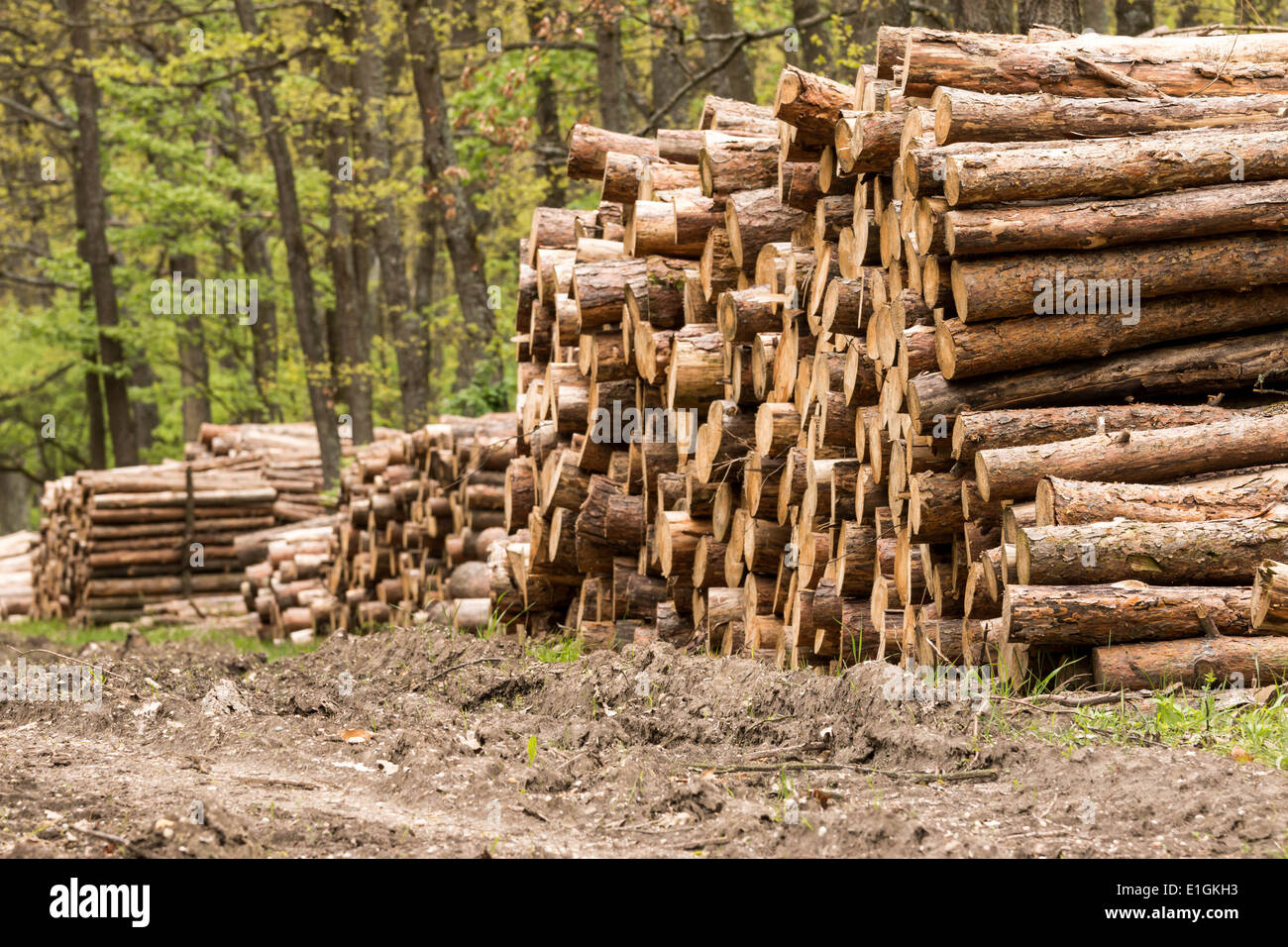 Big pile of wood in the forest Stock Photo - Alamy