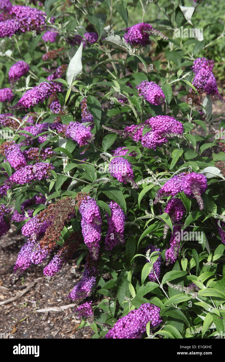 Buddleja 'Buzz majenta' a dwarf variety for patios Stock Photo - Alamy