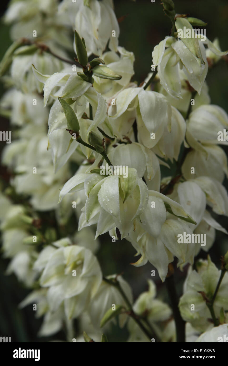 Yucca filamentosa Spoonleaf Yucca close up of flower Stock Photo - Alamy