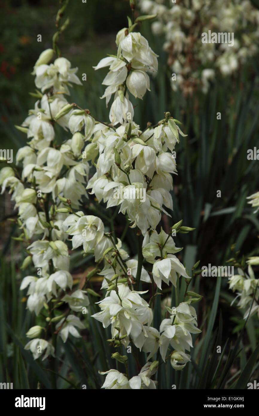 Yucca plant flower hi-res stock photography and images - Alamy