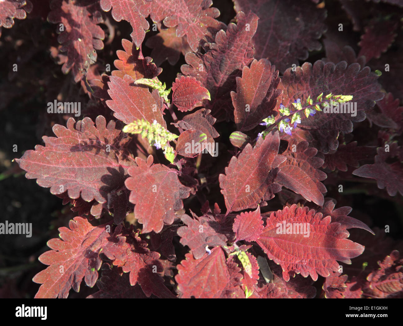 Solenostemon Scutellaroides High Resolution Stock Photography and ...