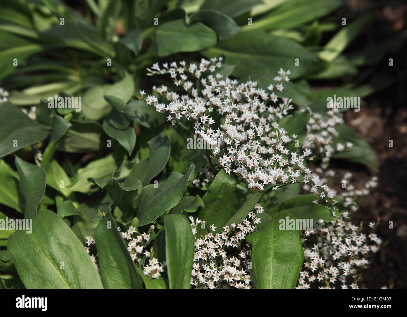 German statice hi-res stock photography and images - Alamy