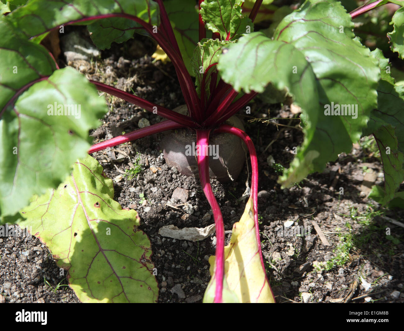 Vulgaris fruit hi-res stock photography and images - Alamy