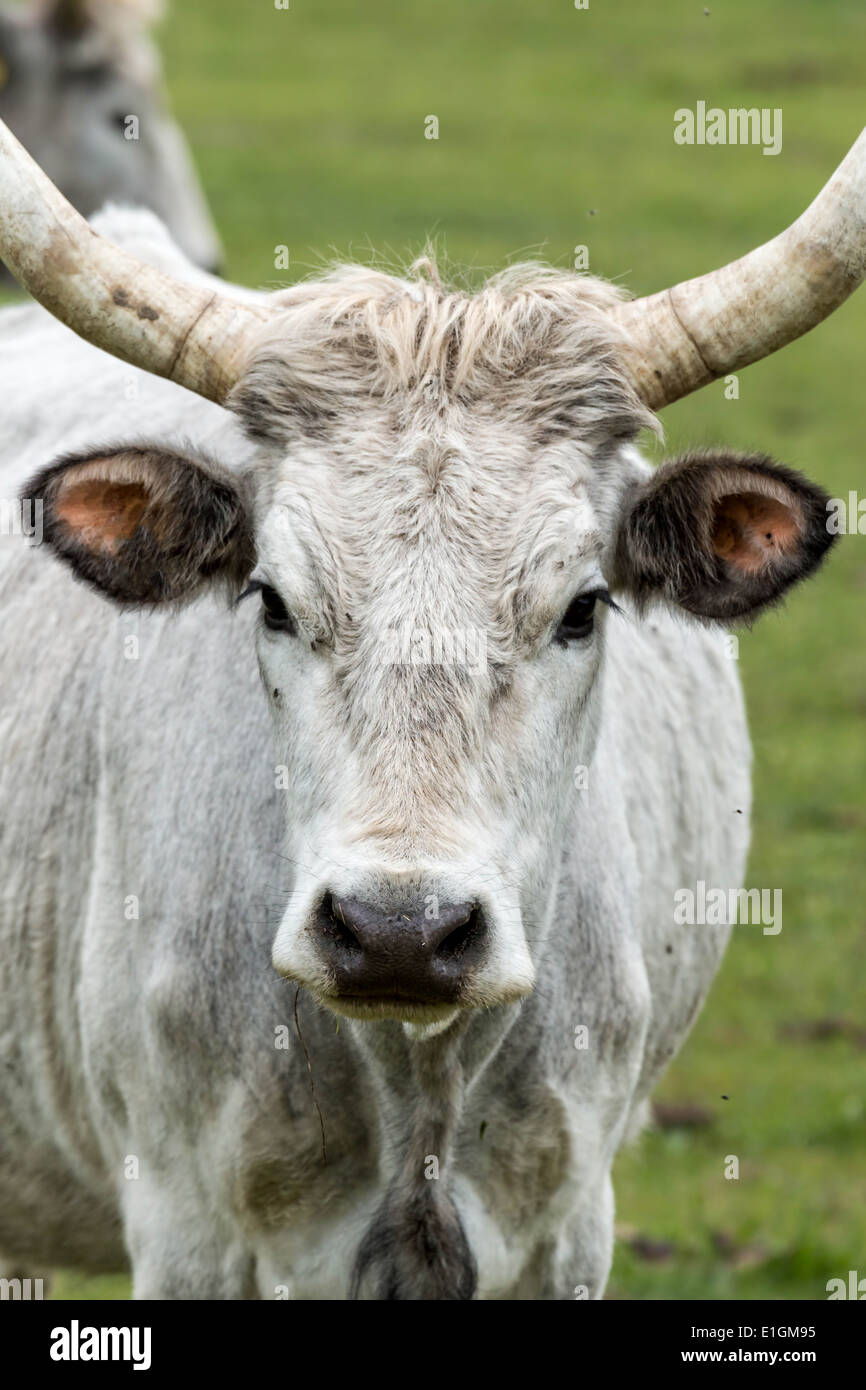 Beautiful hungarian grey bull portrait Stock Photo - Alamy