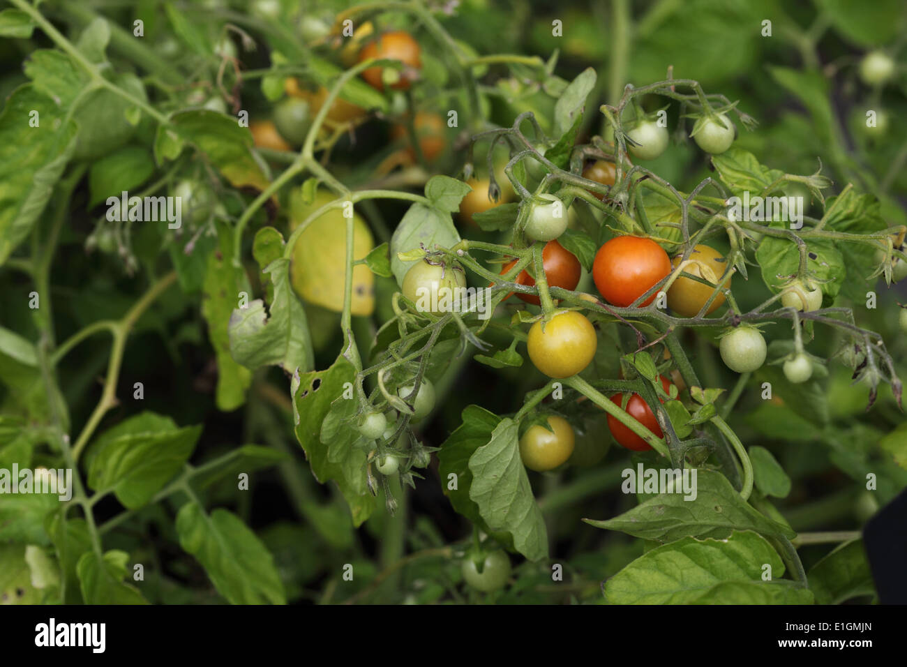 Tomato cherry cascade hi-res stock photography and images - Alamy