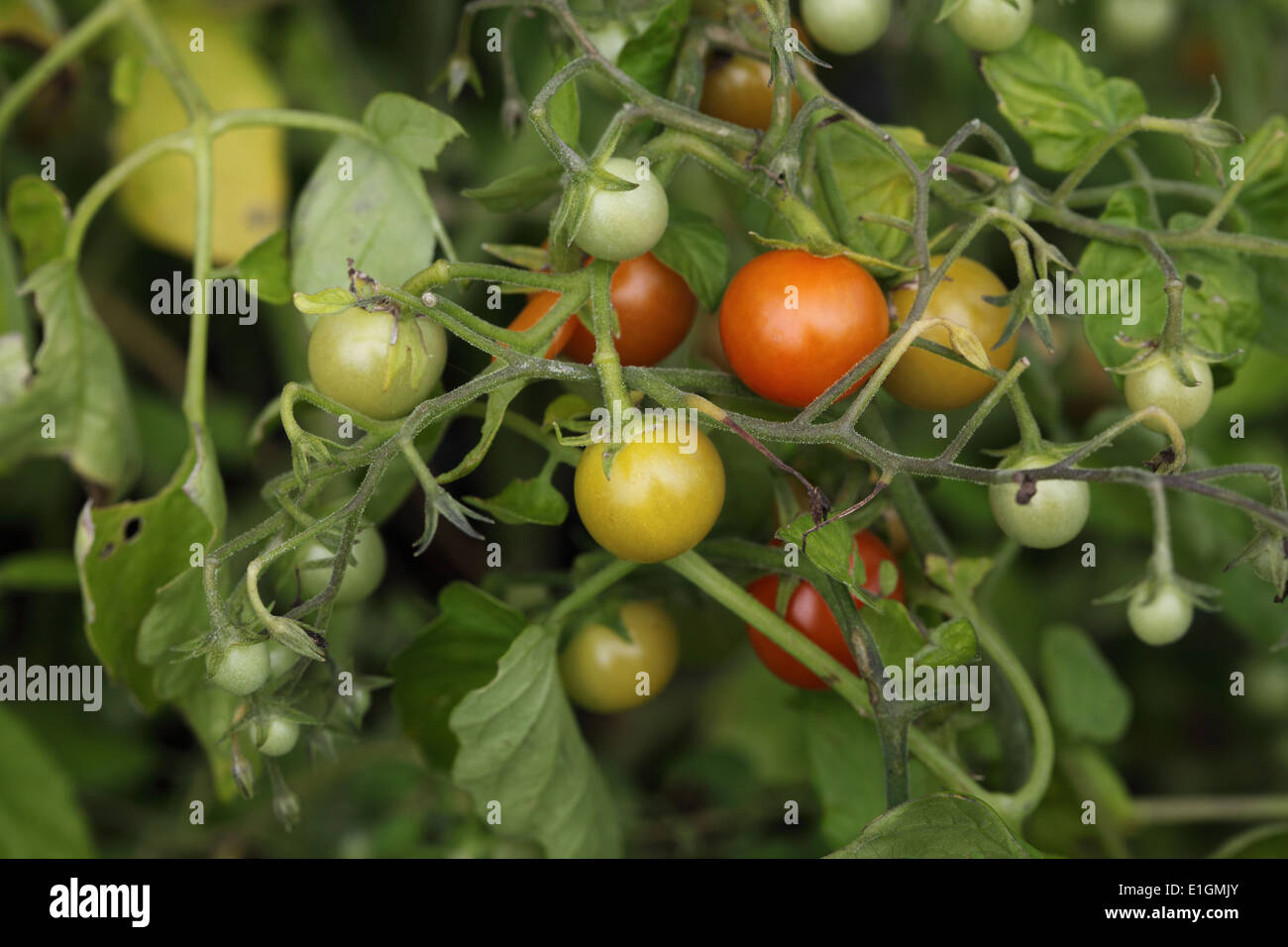 Tomato cherry cascade hi-res stock photography and images - Alamy