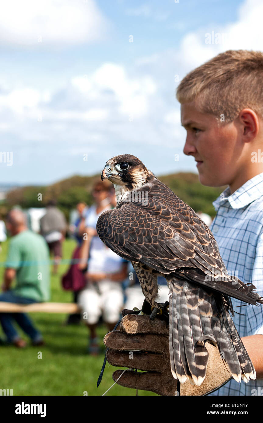 a young boy with a prairie falcon at a " bird of prey " event Stock ...