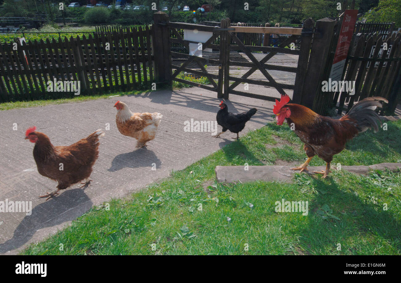 Cockerel & Hens Stock Photo - Alamy