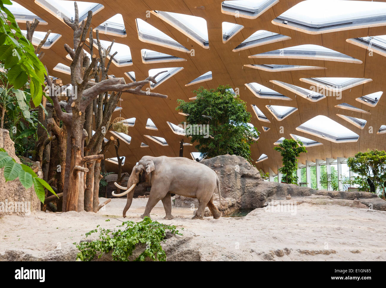 Zurich, Switzerland. 4th June 2014. Elephant bull "Maxi" of Zurich zoo ...