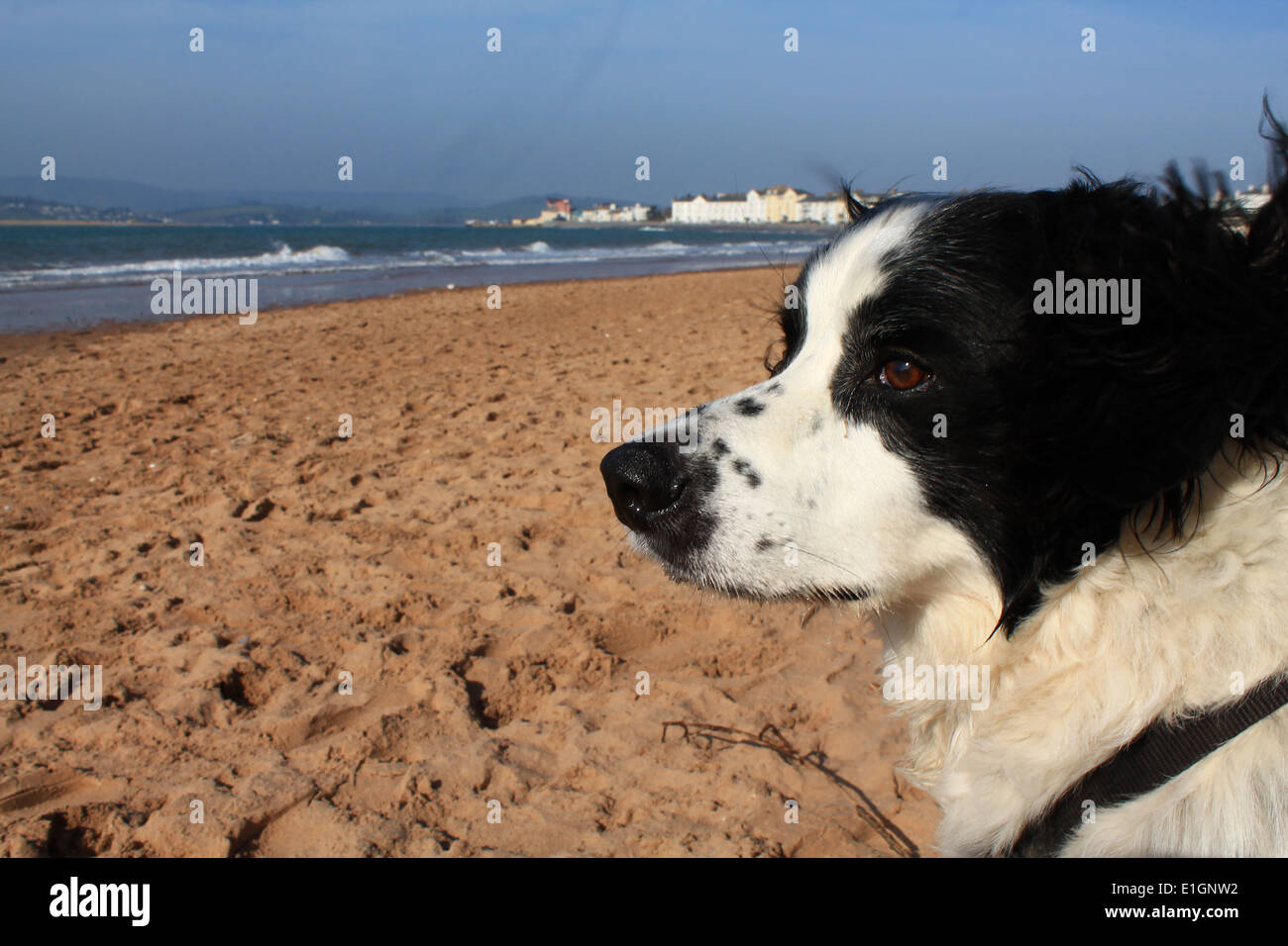 Dog looking out to sea Stock Photo - Alamy