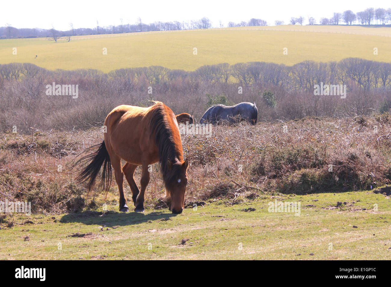 wild horse on the quantock hills Stock Photo - Alamy