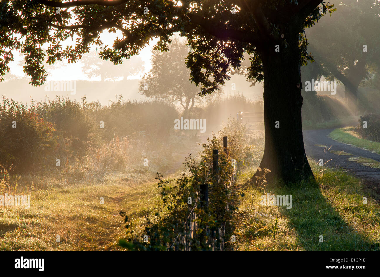 Early morning mist and winter light in trees near Calverton in ...