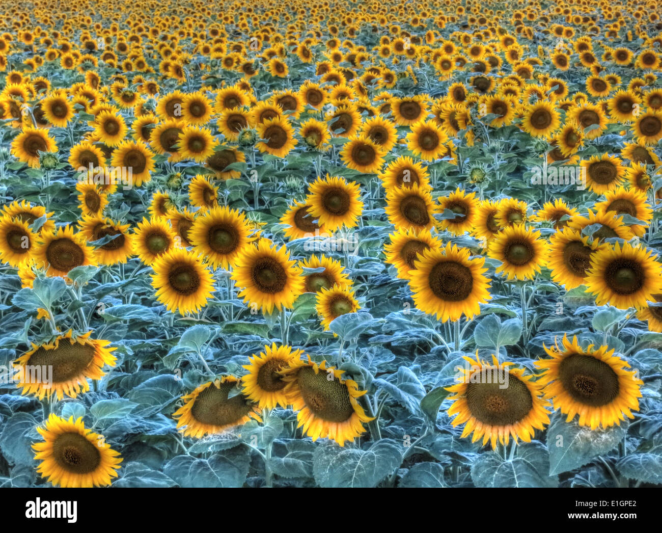 Helianthus_annuus hi-res stock photography and images - Alamy