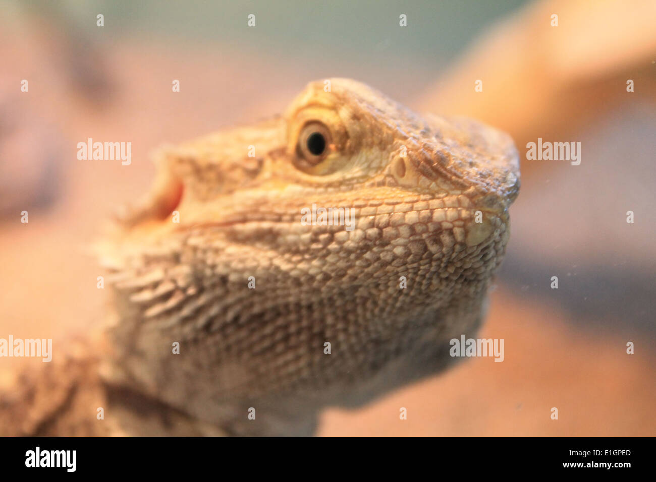Lizard profile hi-res stock photography and images - Alamy