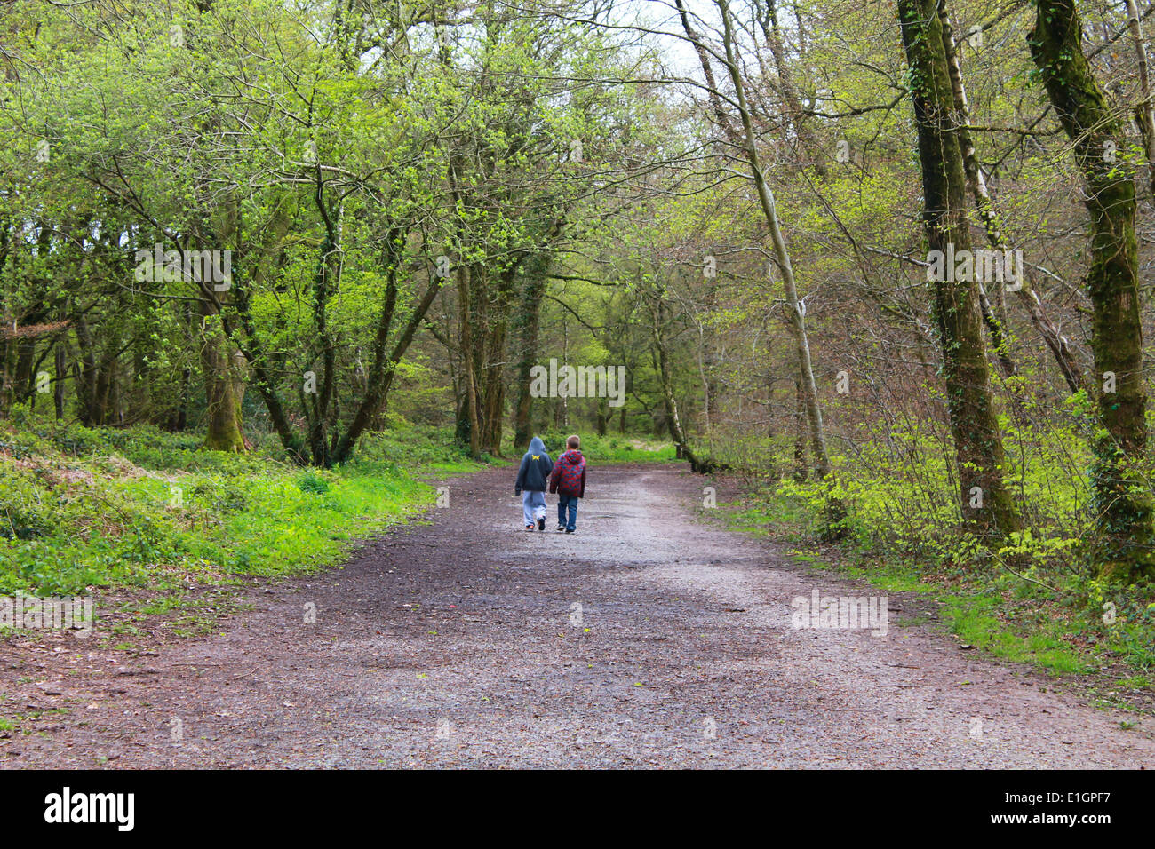 Best friends walking in the forest together Stock Photo - Alamy