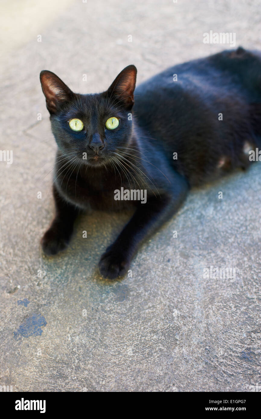 Mexico, Yucatan state, Merida, the capital of Yucatan, cat Stock Photo ...