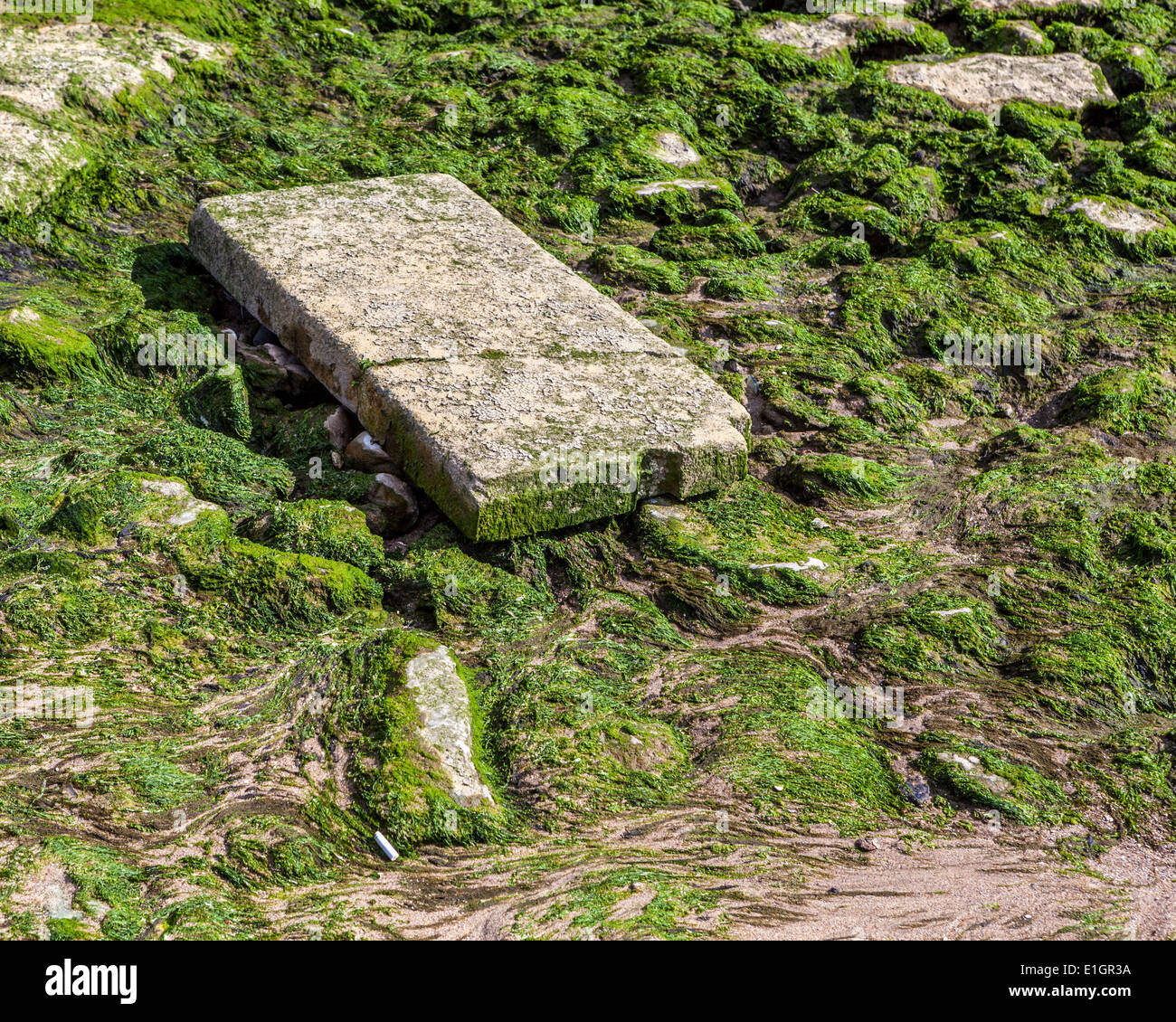Moss covered riverbed of the Thames river at low tide - London UK Stock ...