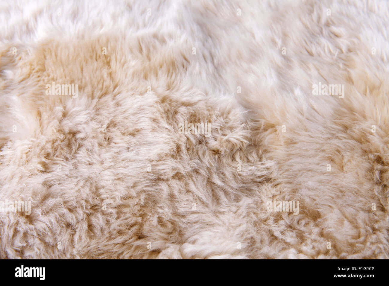close up texture of fur carpet for background Stock Photo - Alamy