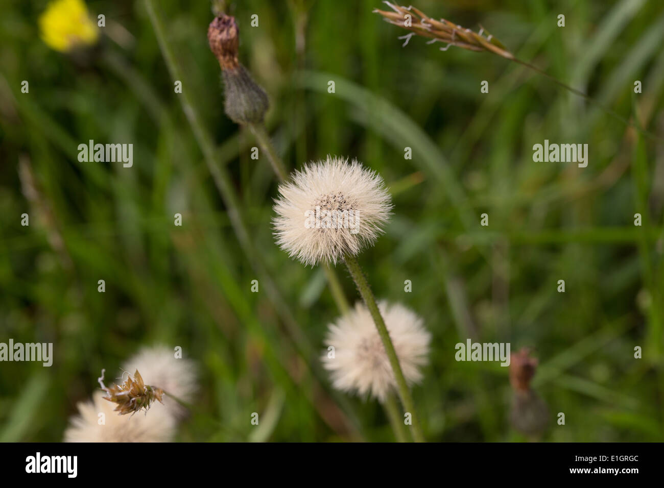 British hedgerow plants hi-res stock photography and images - Alamy