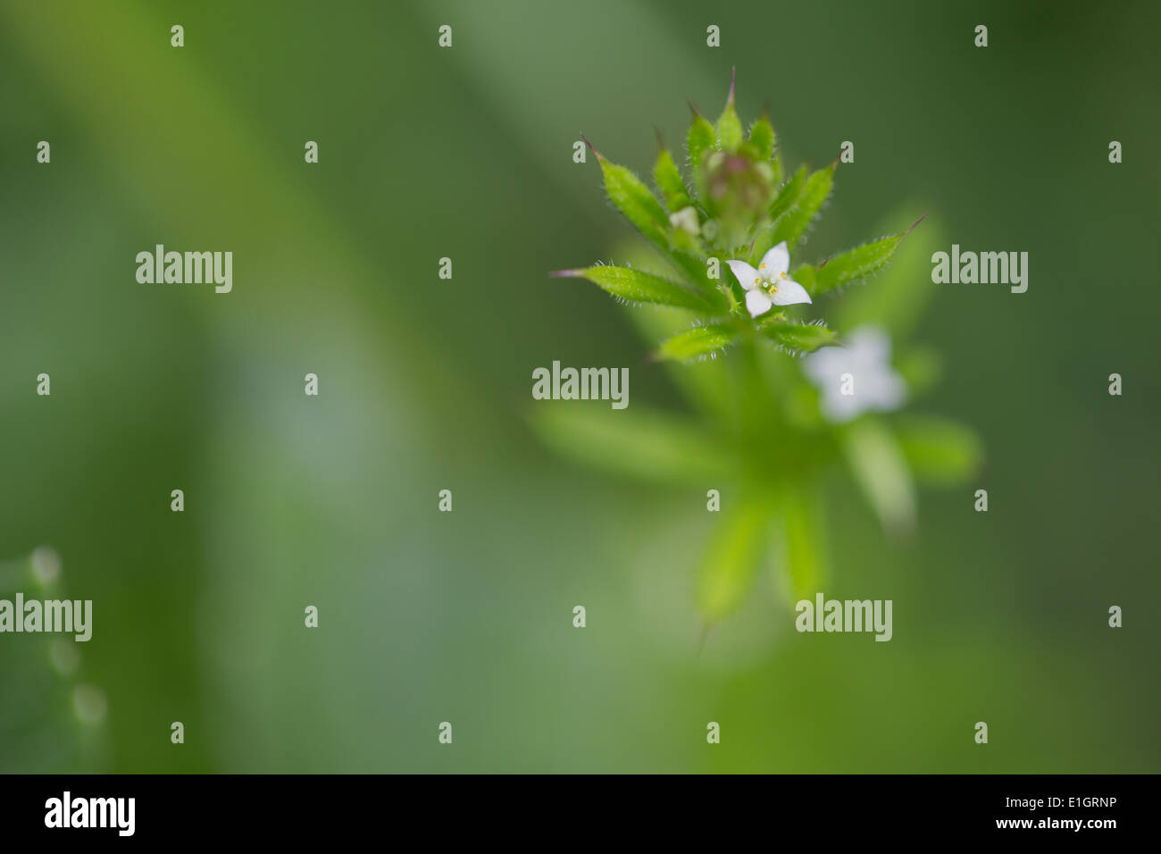 Goosegrass hi-res stock photography and images - Alamy