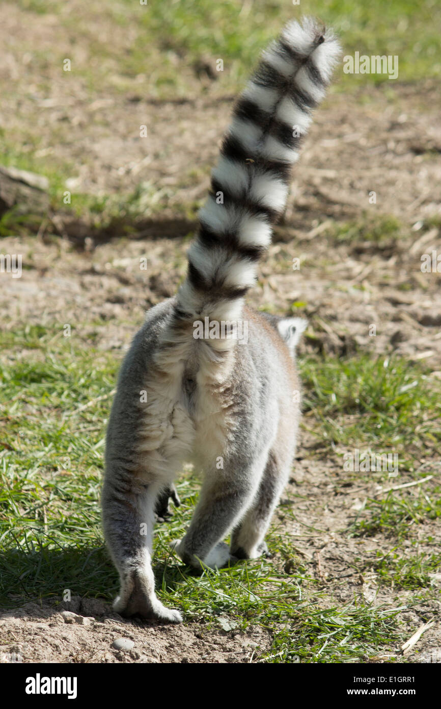 Lemur bottom hi-res stock photography and images - Alamy