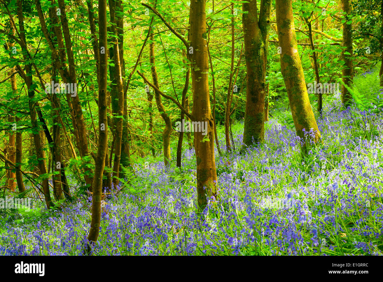 Spring in a beautiful Bluebells Woods Cornwall England UK Europe Stock ...