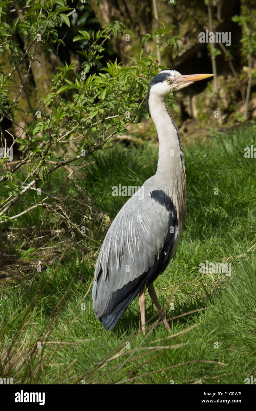 Scotland bird feathers hi-res stock photography and images - Alamy