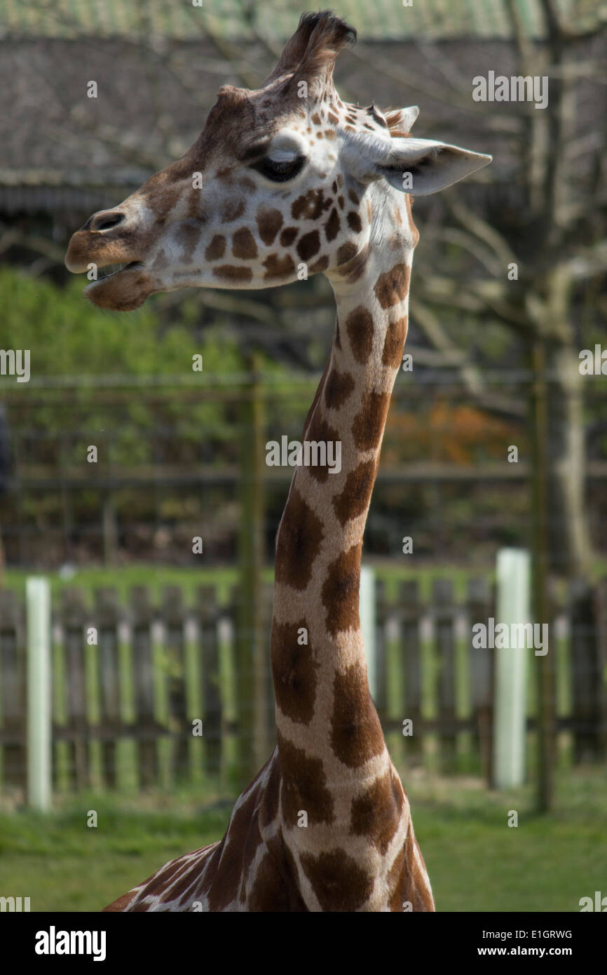 Giraffe spots hi-res stock photography and images - Alamy