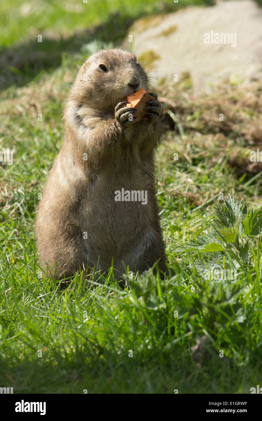 A wild gopher stealing animal feed Stock Photo - Alamy
