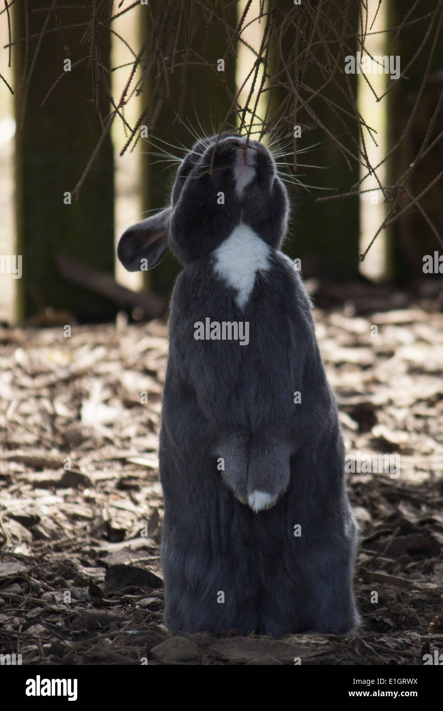 Rabbit Stretching Up To The Trees Stock Photo - Alamy