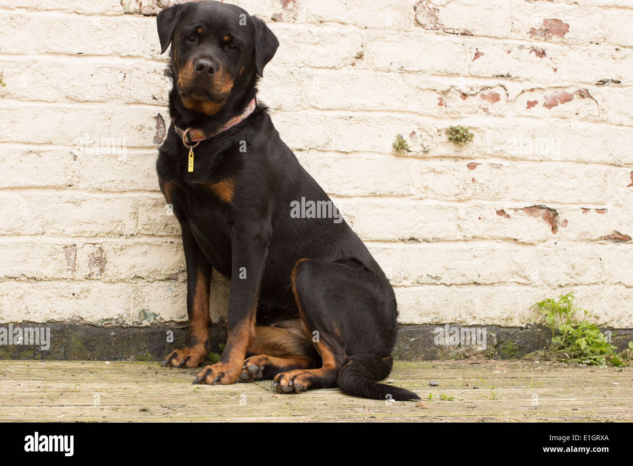 Rottweiler Sitting Outside Stock Photo - Alamy