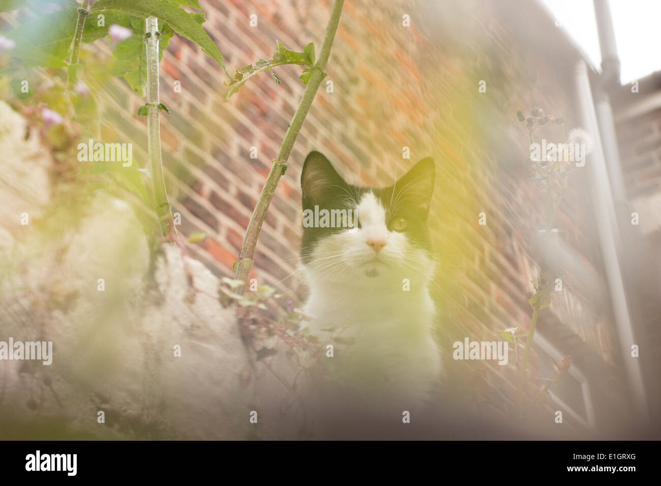Exploring cat hi-res stock photography and images - Alamy