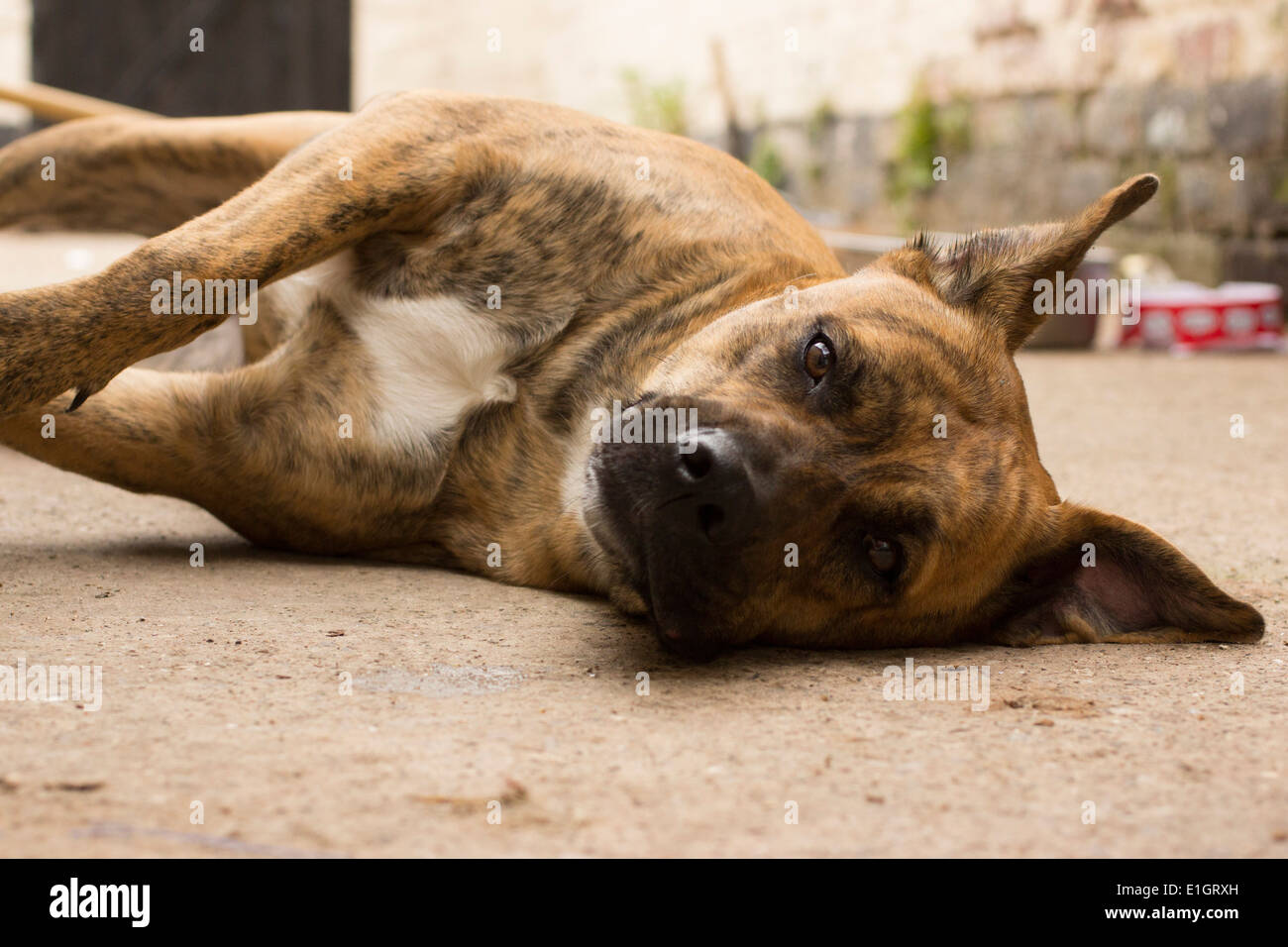 Cute Dog Resting Outside Stock Photo - Alamy