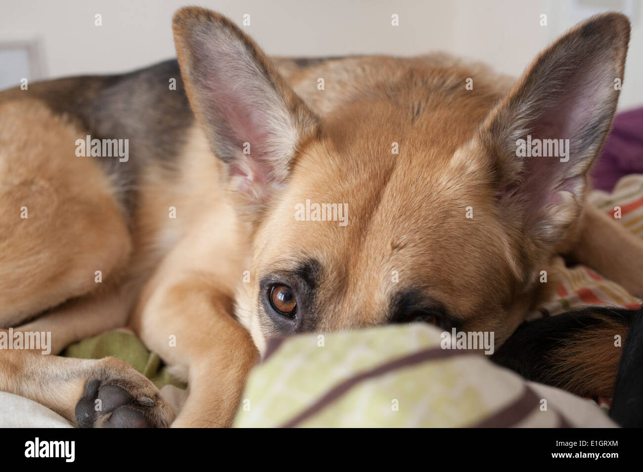 Chilled dog hi-res stock photography and images - Alamy