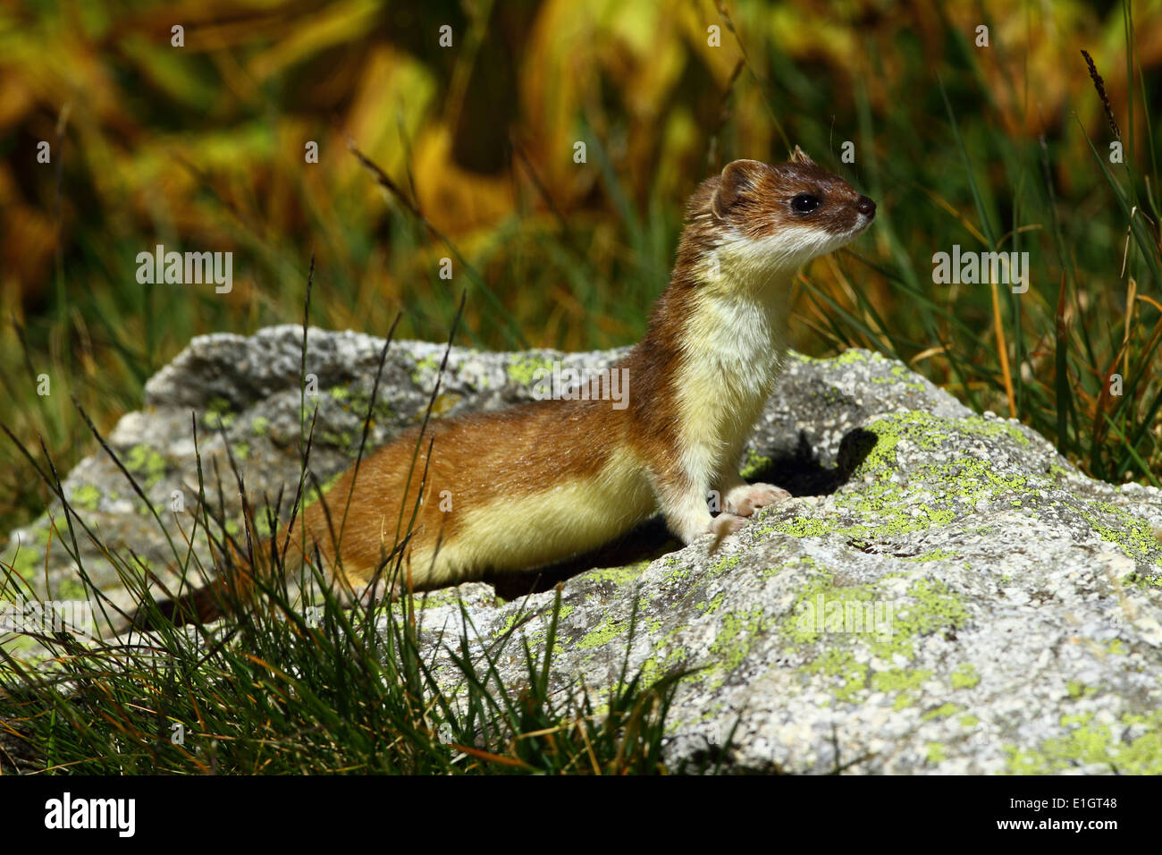 French Southern Alps High Resolution Stock Photography and Images - Alamy