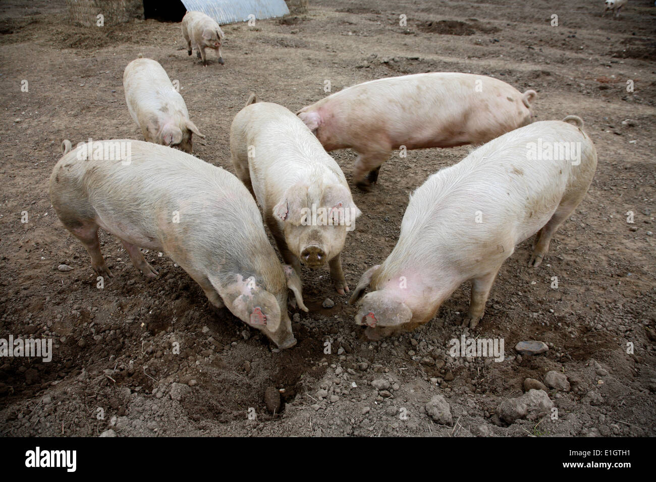 Pig feed hi-res stock photography and images - Alamy