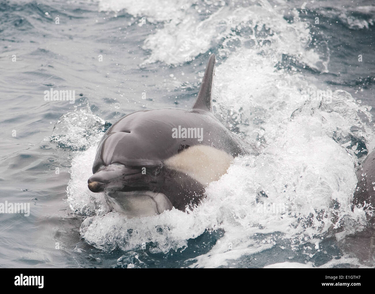 Navy military dolphin hi-res stock photography and images - Alamy